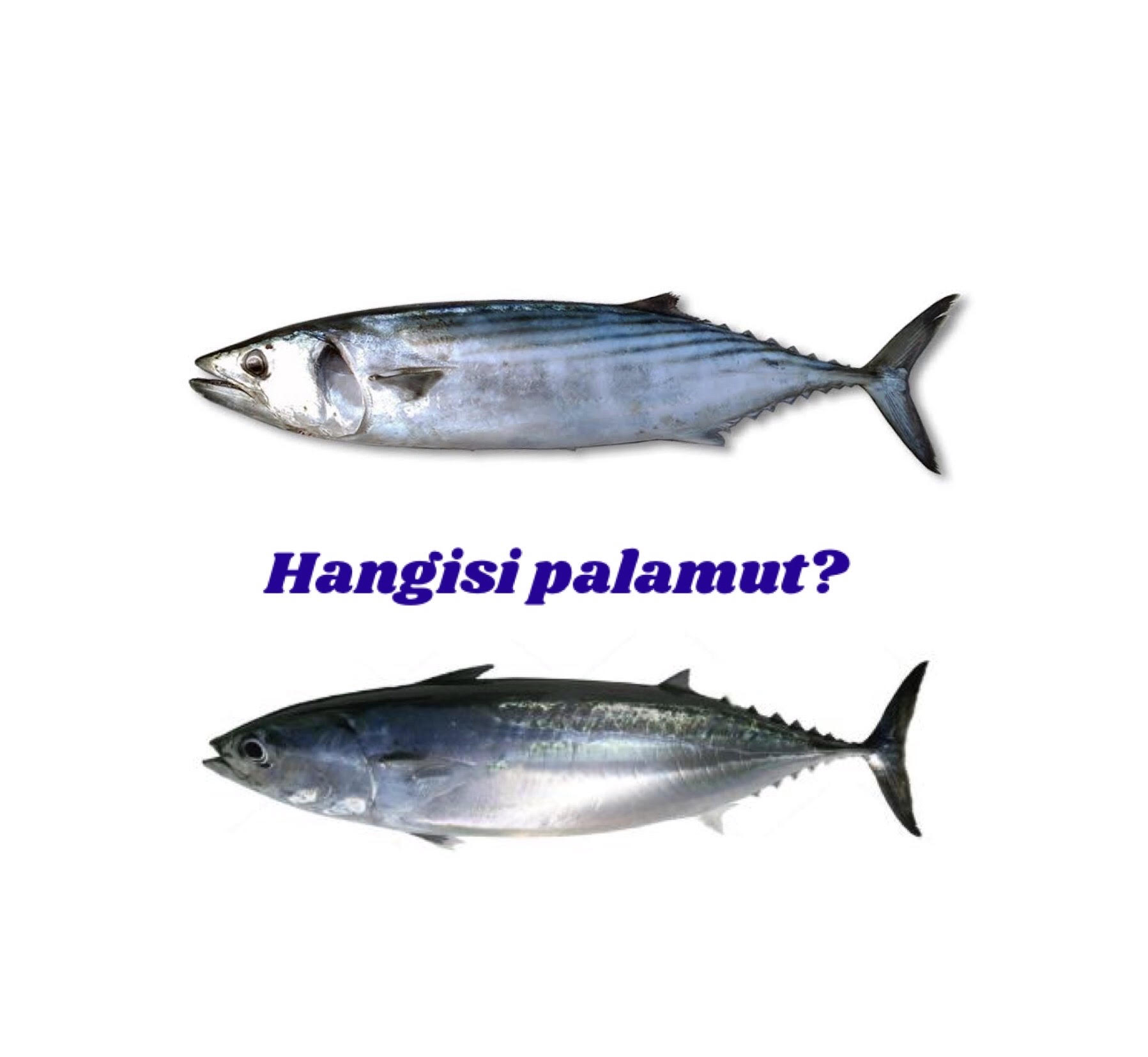 Gerçek palamut nasıl anlaşılır? – Renkli Keşifler