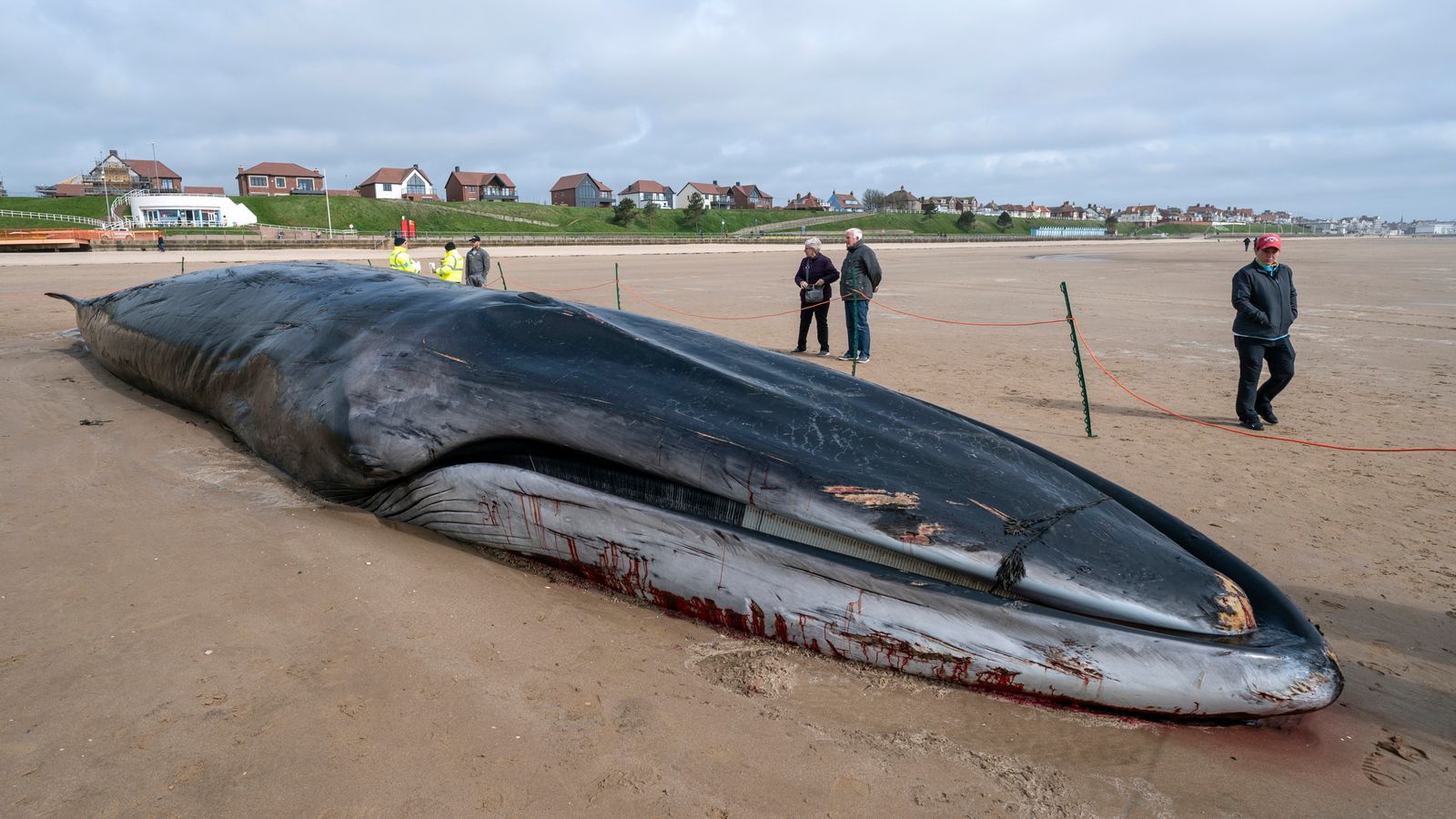 Sahilde yürüyüş yapanlar onu görünce elleri ayakları titredi! Tam 30 ...
