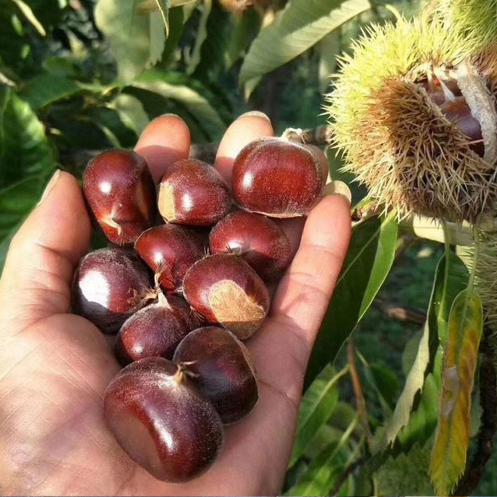 Gerçek kestane nasıl anlaşılır? Çin kestanesi ile yerli kestane nasıl ...